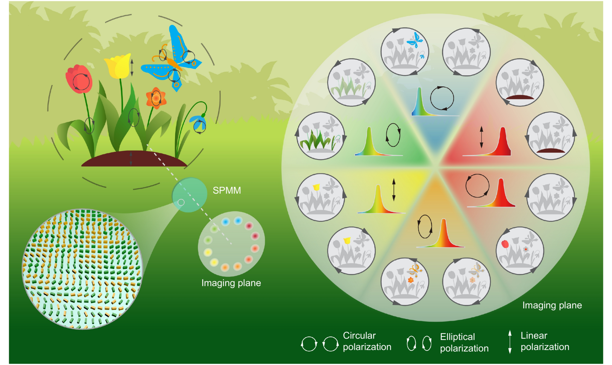 Single-Shot Spectral and Polarization Imaging with a Transversely ...